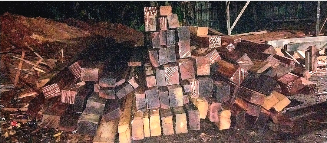 Pantau Peredaran Kayu Lokal Di Nimbokrang, Somel Arwan Ambil Kayu ...